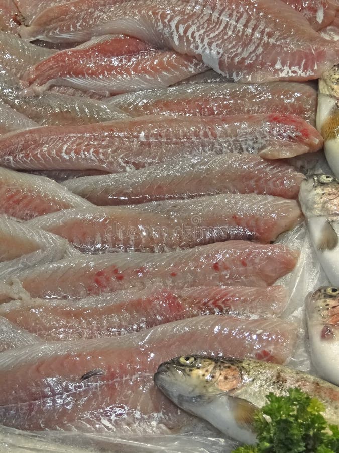Fresh fish stock photo. Image of fins, halles, fillet - 26625410