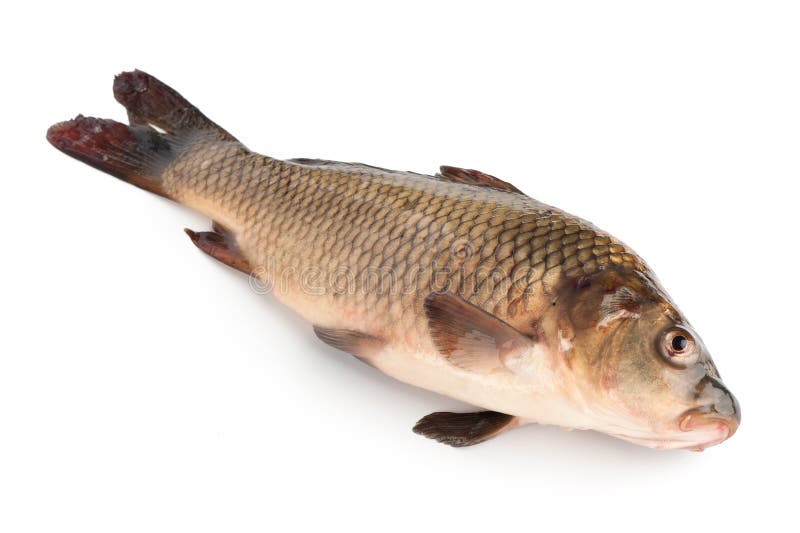 Popular Rohu or Rohit Fish of Indian Subcontinent Stock Image - Image ...