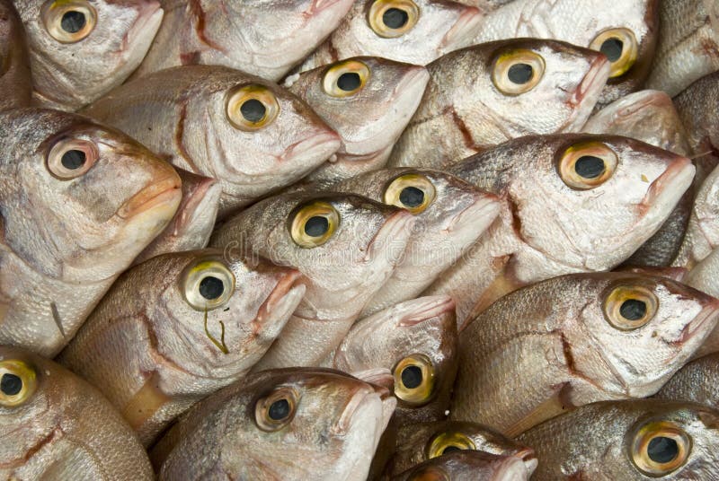 Fresh Fish stock image. Image of fish, food, edible, marine - 3361865