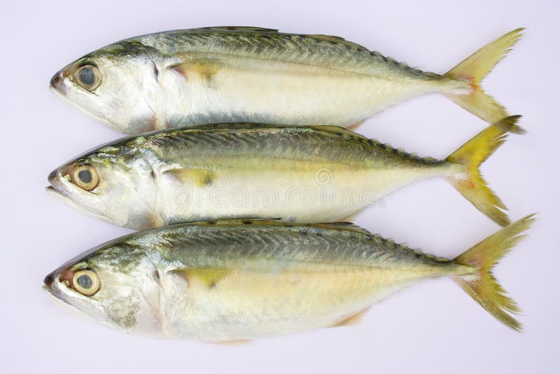 Fresh Fish stock image. Image of food, market, stockfish - 3601717