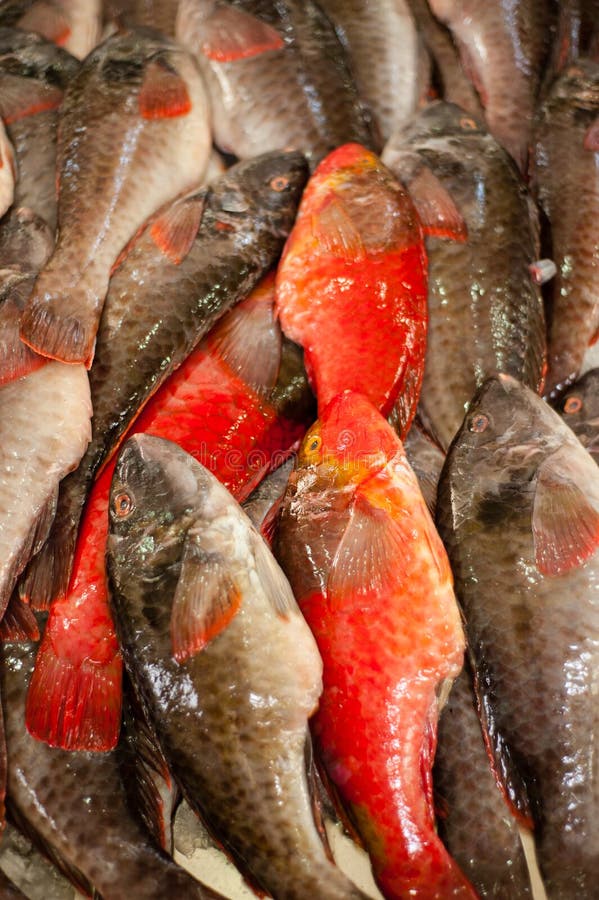 Fresh Fish stock image. Image of meat, ocean, ingredient - 37414025