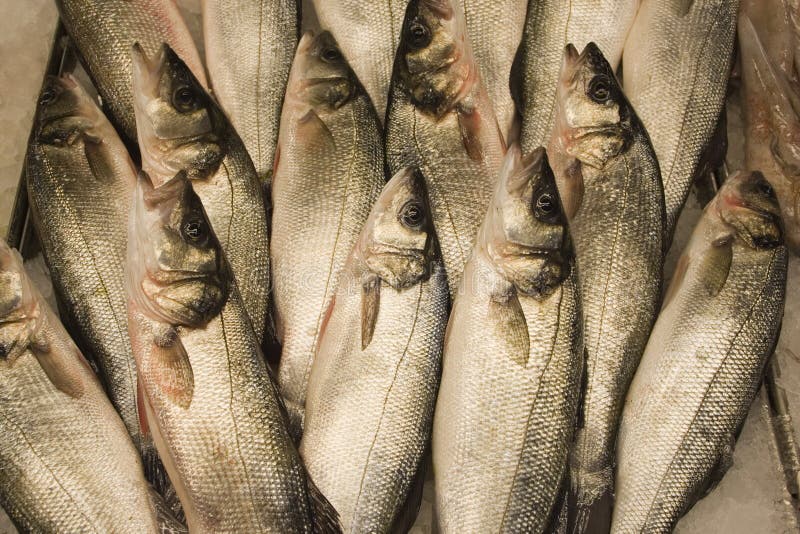 Fresh Fish stock image. Image of market, fresh, marine - 471509