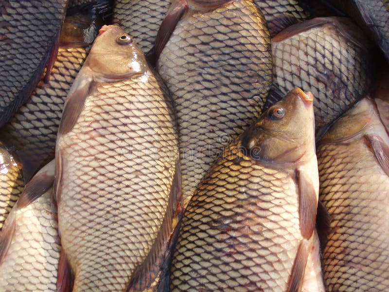 Fresh fish stock image. Image of life, fish, death, animal - 542327