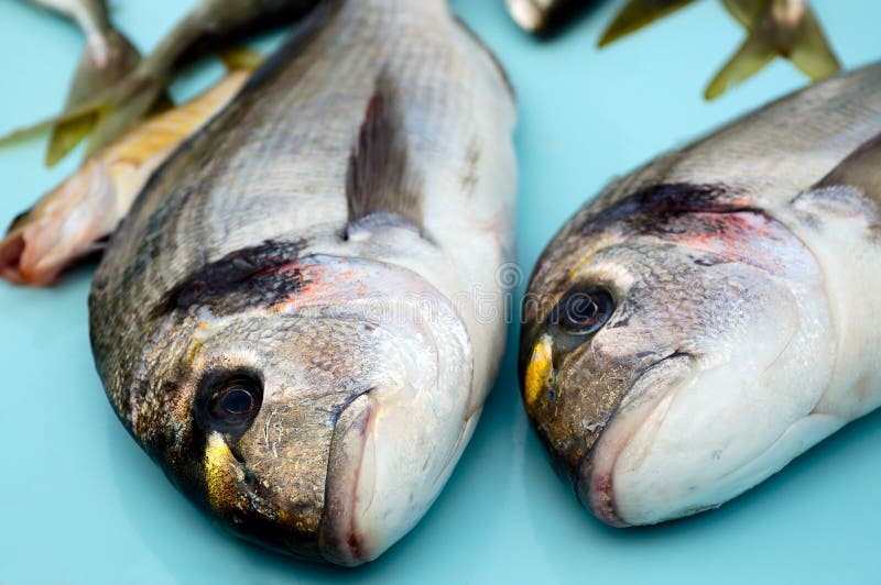 Fresh fish stock photo. Image of preparation, sample, food - 5551588