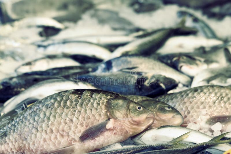 Fresh fish stock photo. Image of freshwater, food, fishing - 6719002