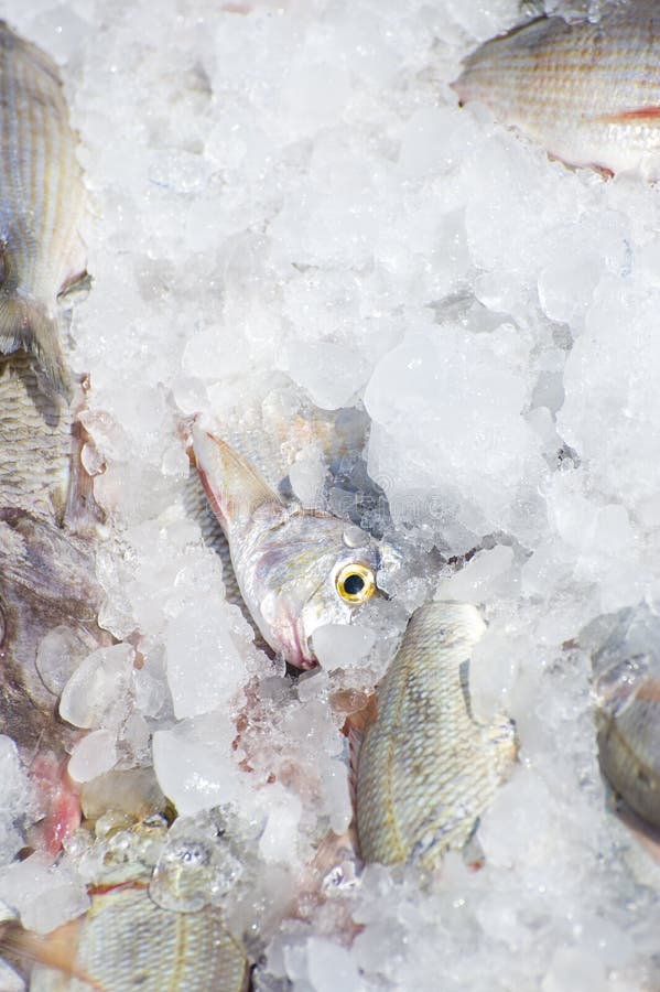 Fresh fish stock image. Image of catch, fresh, selling - 6911057