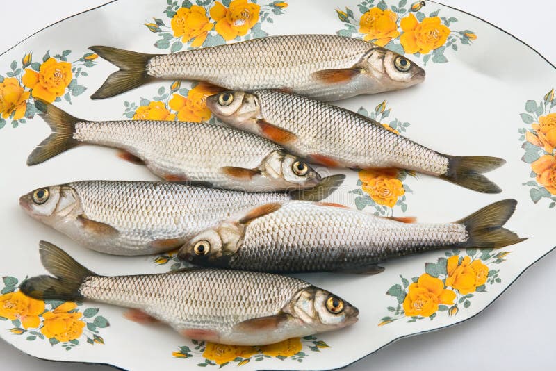 Fresh fish stock photo. Image of river, fishing, silvery - 9096240