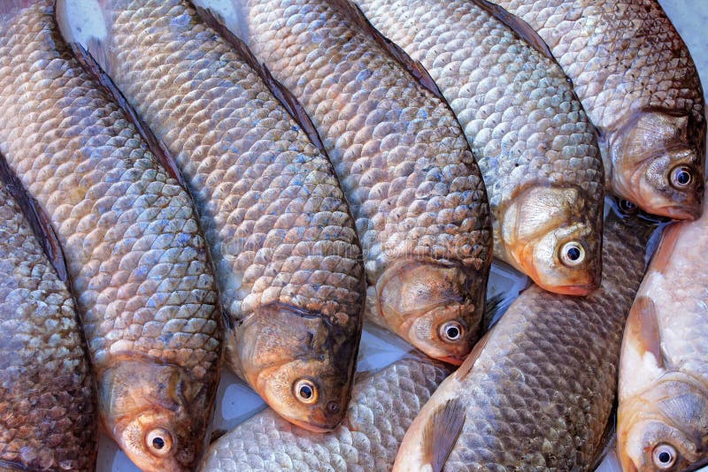Fresh fish stock image. Image of animal, close, fishing - 9681705