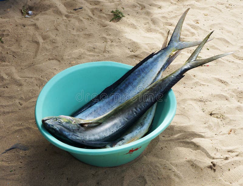 Fresh fish in Africa stock photo. Image of cape, africa - 66938780