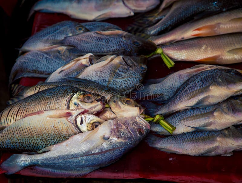 Fresh Fish from the Amazon River Stock Image - Image of food, catch ...
