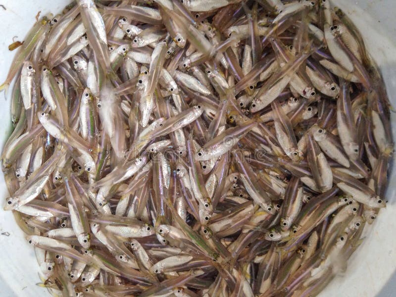 Fresh fish stock image. Image of tank, fresh, fish, anchovy - 43240823