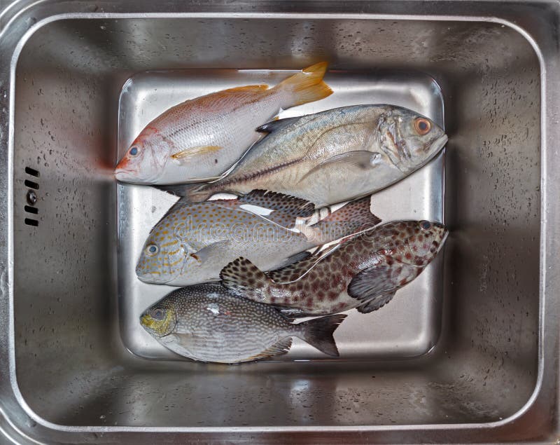 Fresh Fish Assortment in Metal Basin with Water Stock Image - Image of ...