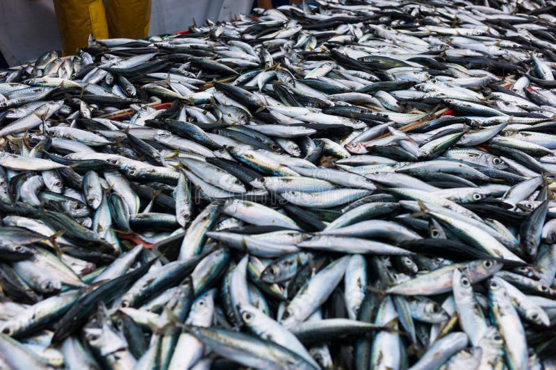 Fresh fish in a bucket stock image. Image of leisure - 135931365