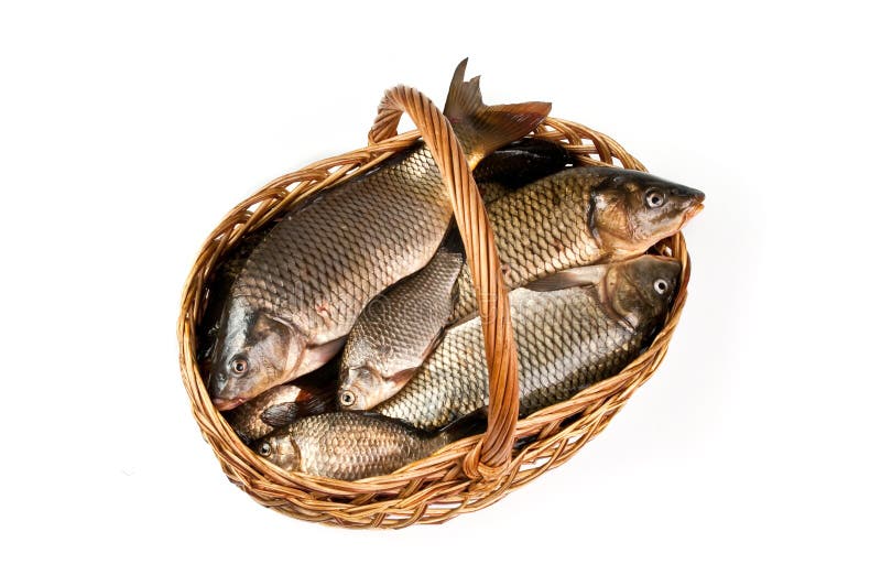 Fresh fish in a basket stock photo. Image of cook, fishing - 37950302