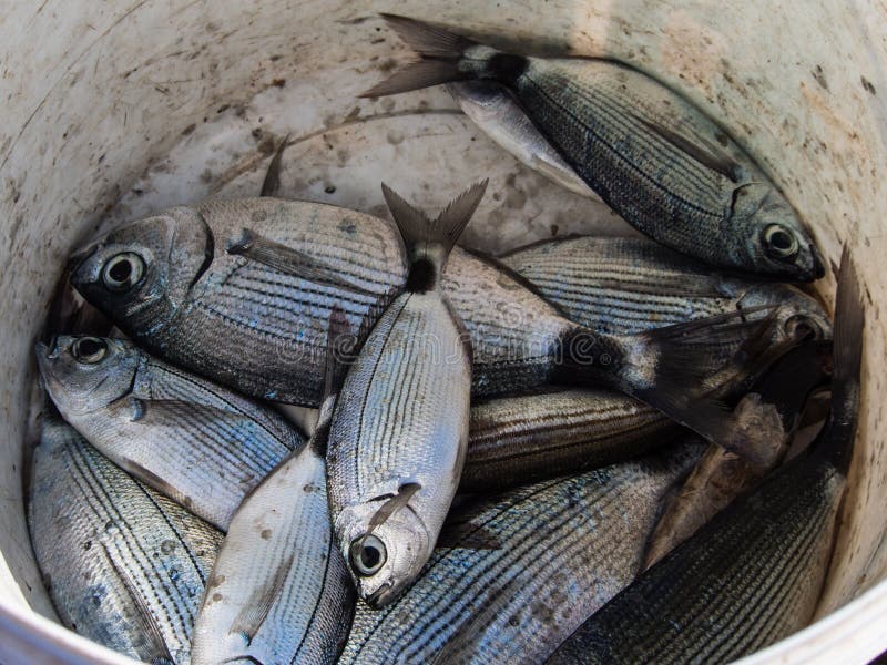 Fresh fish in the basket stock image. Image of market - 151965375