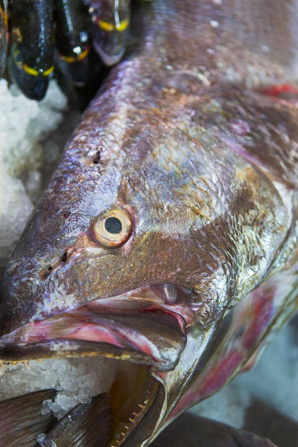 Fresh fish stock photo. Image of animals, mouth, market - 42491012