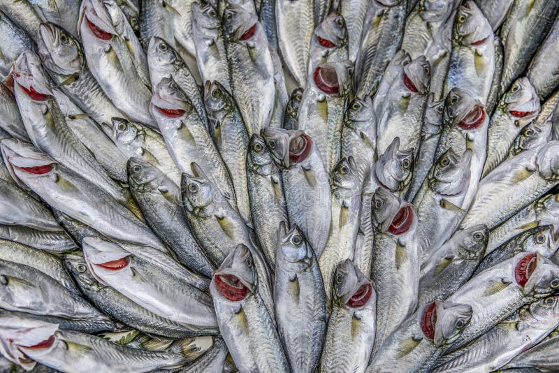 Fresh Fish Bluefish in the Basket at the Market Bluefish at Local ...