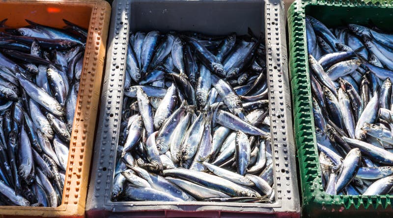 Fresh fish stock photo. Image of harbor, color, fresh - 44264502