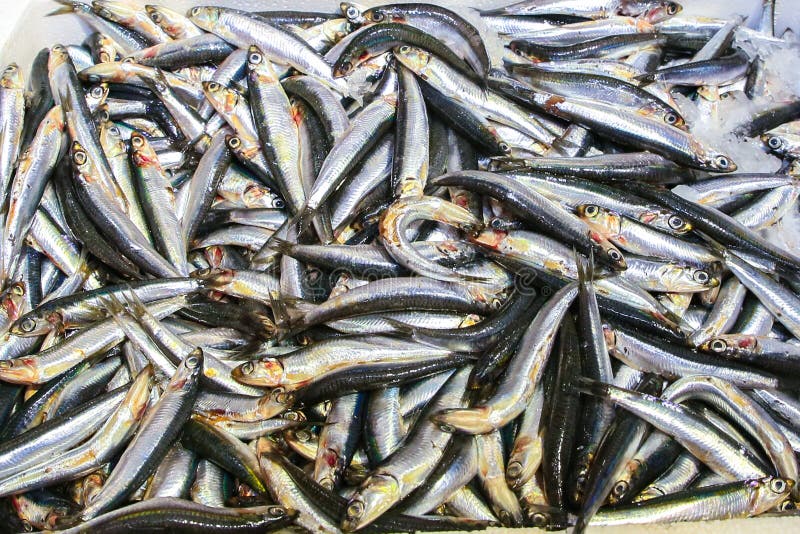 Fresh fish stock image. Image of fish, fresh, bulk, ocean - 43971257