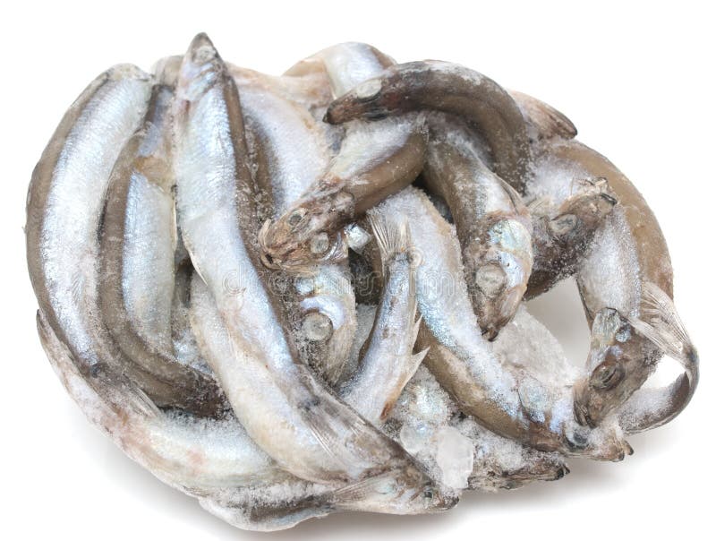 Fresh Fish Capelin on a White Background Stock Photo - Image of ...