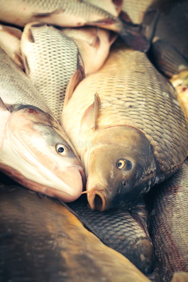 Fresh fish carp stock photo. Image of fisherman, healthy - 81896018