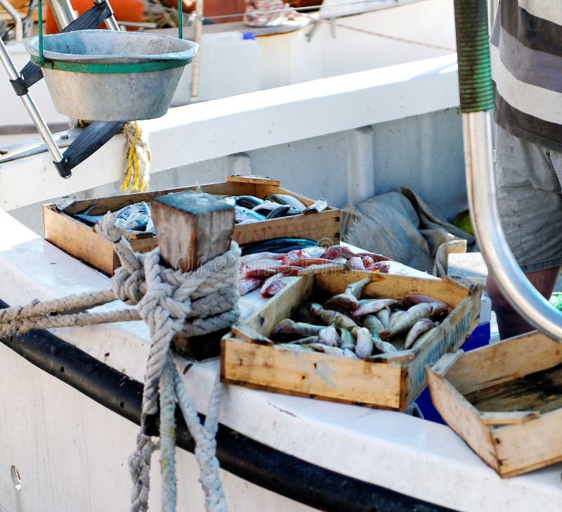 Fresh fish catch stock image. Image of fish, caught, maritime - 22602483