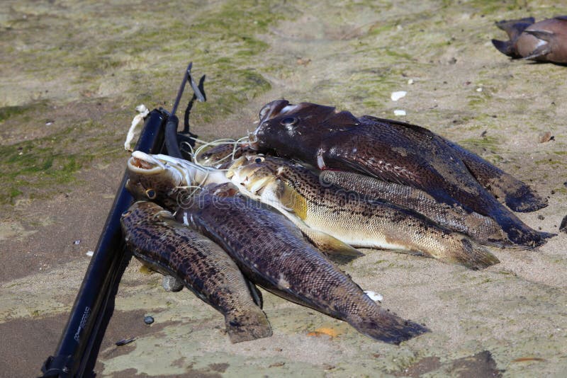 Fresh Fish Catch of the Day Stock Image - Image of seafood, harpoon ...
