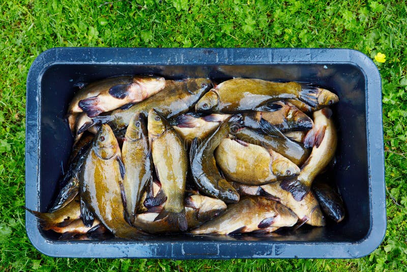 Fresh fish catch on sale stock photo. Image of closeup - 96253696