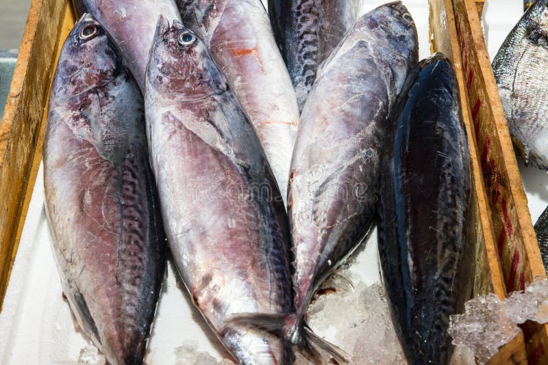 Fresh fish catch stock image. Image of ingredient, filet - 36021773