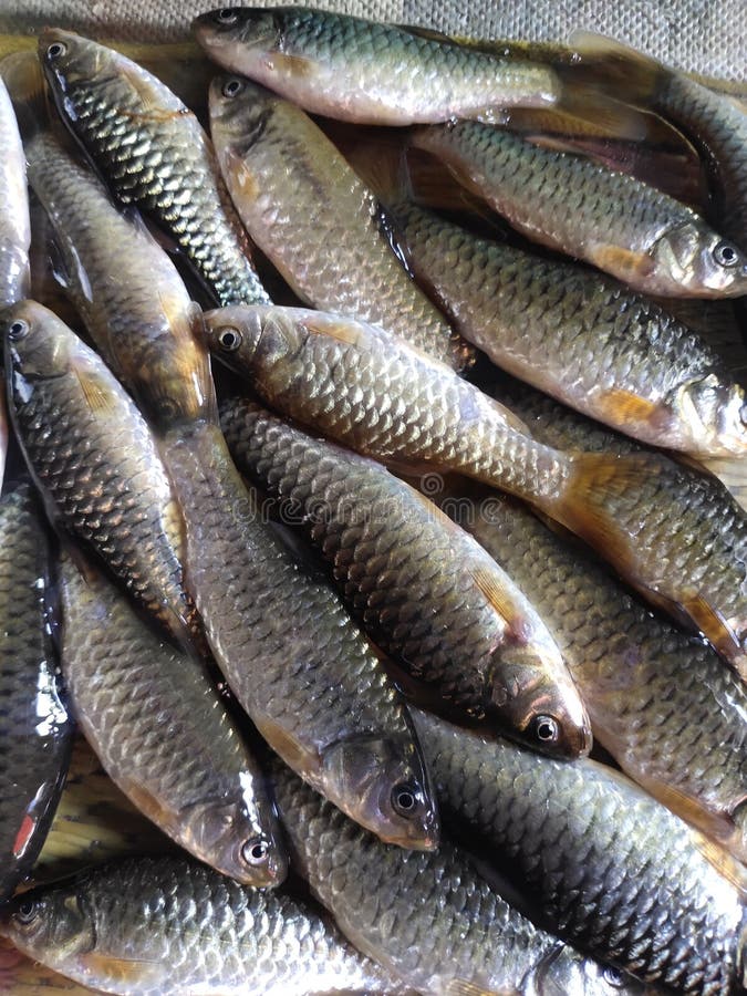 Fresh Fish,catch Yourself in the River Stock Image - Image of animal ...