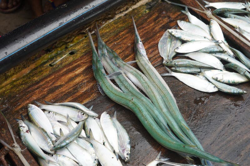 Fresh Fish Catching from Sea and Selling at Puri Sea Beach Stock Photo ...