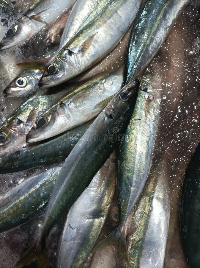 Fresh Fish Caught by Fishermen Stock Photo - Image of indonesian ...