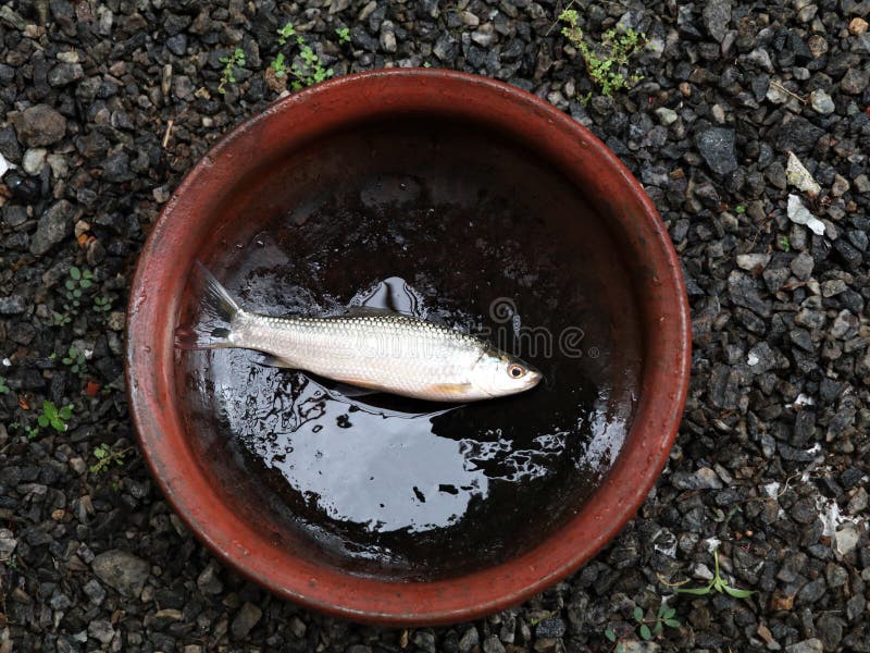 Fresh fish in a clay pot stock photo. Image of food - 186470448