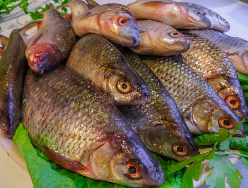 Fresh Fish Caught in the Lake on a Plate Stock Image - Image of gills ...