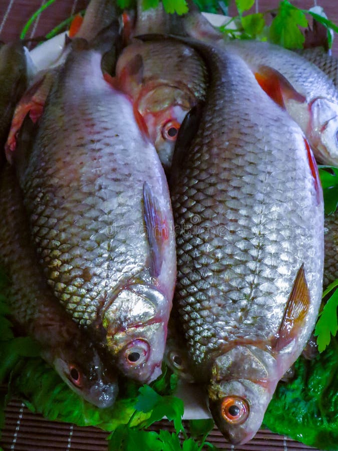 Fresh Fish Caught in the Lake on a Plate Stock Photo - Image of nature ...