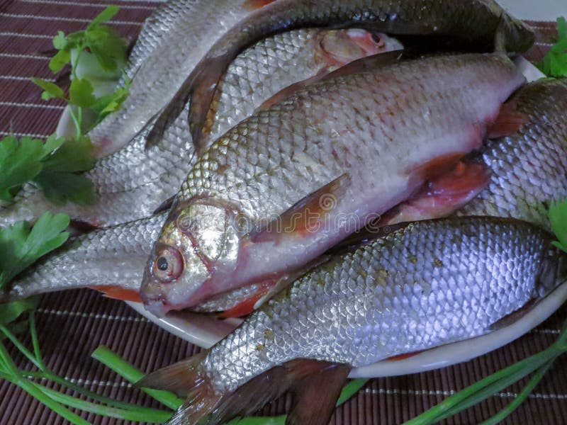 Fresh Fish Caught in the Lake on a Plate Stock Image - Image of amur ...