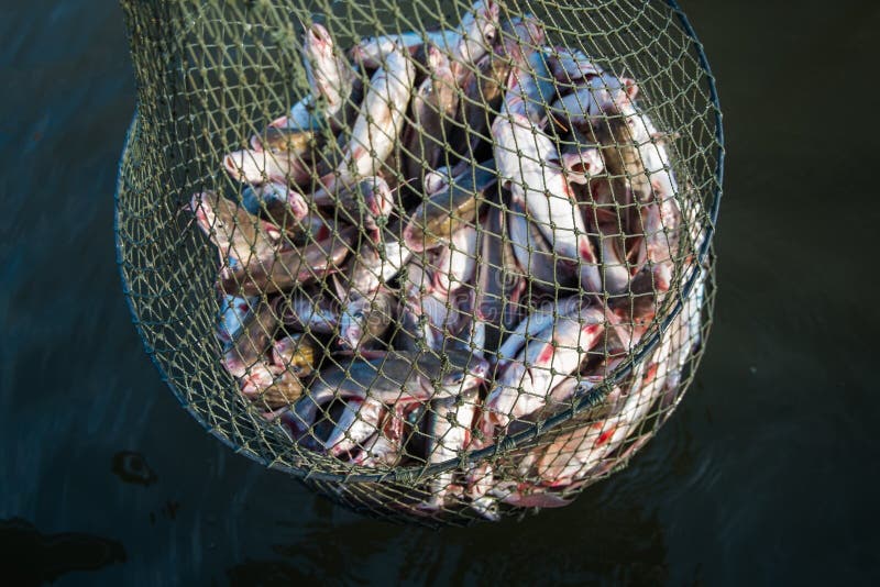 Fish in net stock image. Image of raft, caught, water - 139045827
