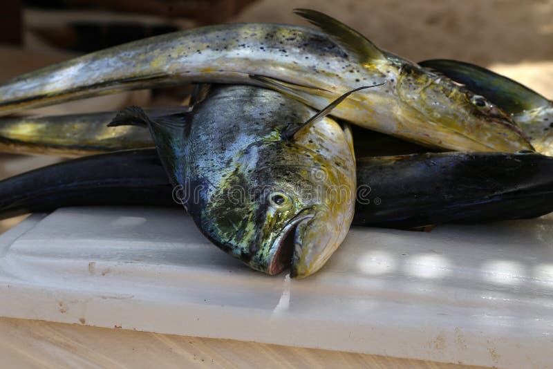 Big Fresh Fish Caught by Fishermen in the Sea Stock Photo - Image of ...