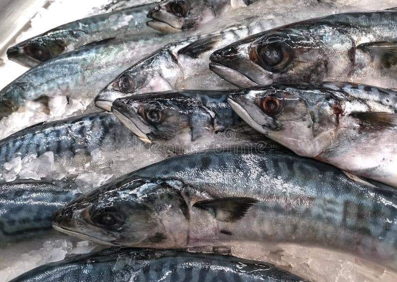 Fresh fish chilled in ice stock image. Image of fish - 201657901