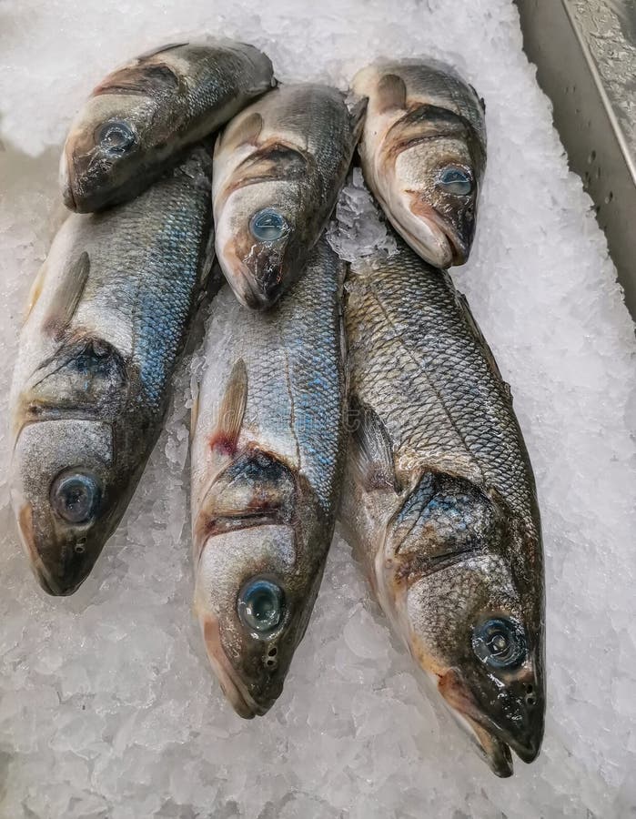 Fresh fish chilled in ice stock image. Image of animal - 201657917