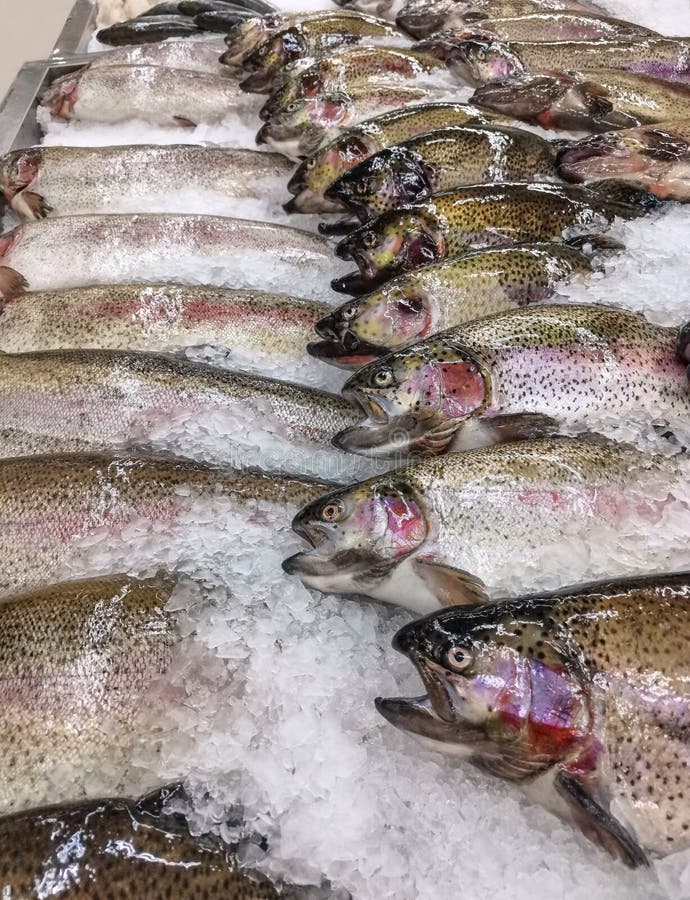 Fresh fish chilled in ice stock image. Image of chilled - 201657939