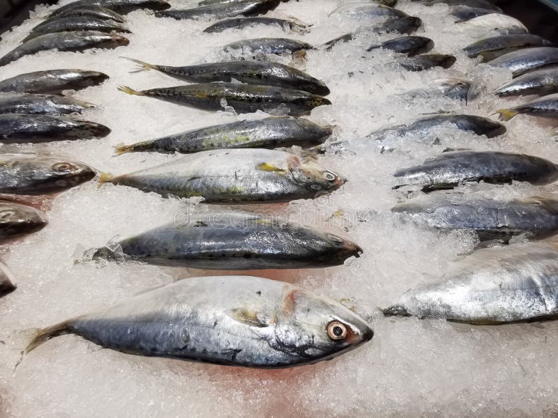 Fresh Fish Chilling on Ice, Fresh Fish Sold in a Market Stock Photo ...