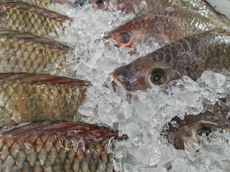 Fresh Fish Chilling on Ice, Fresh Fish Sold in a Market Stock Image ...