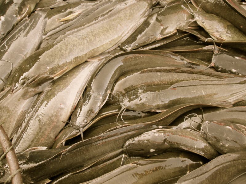 Fresh fish stock photo. Image of fishing, dieting, dinner - 41397860