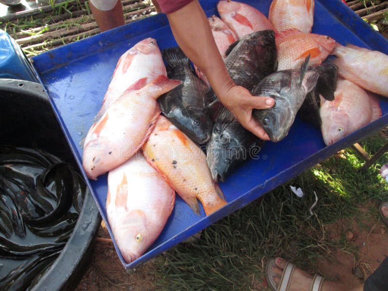 Fresh fish covered stock photo. Image of scale, fresh - 35496578