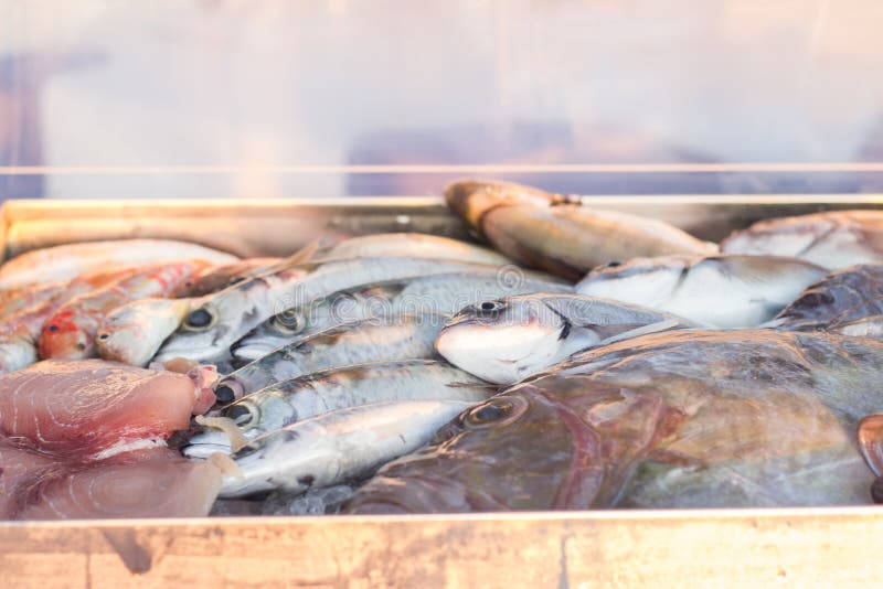 Fresh fish closeup stock image. Image of mediterranean - 43469645
