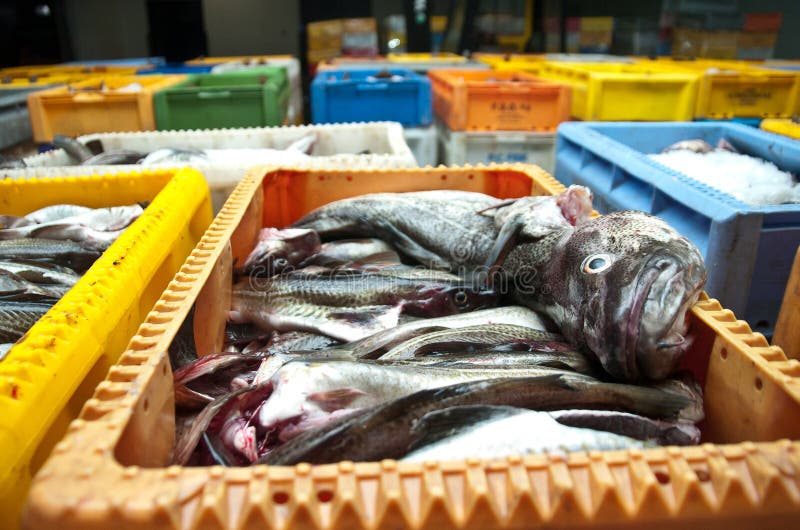 Fresh Cod Fish in Shipping Container Stock Photo - Image of boxes ...