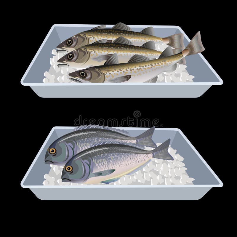 Gilt-head bream stock vector. Illustration of aquaculture - 133631799