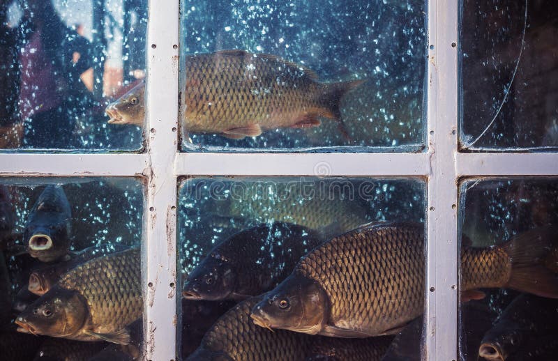 Fresh Fish in Containers stock image. Image of outdoor - 89652189