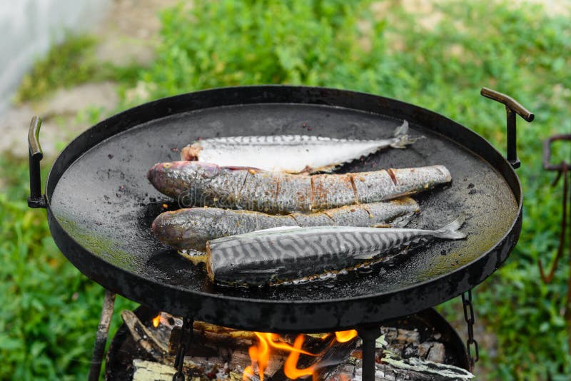 Fresh Fish are Cooked in a Grill Pan on Open Fire Stock Image - Image ...
